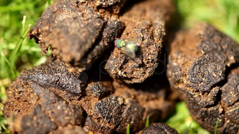 14 Reasons You Should Never Leave Dog Poop In Your Yard