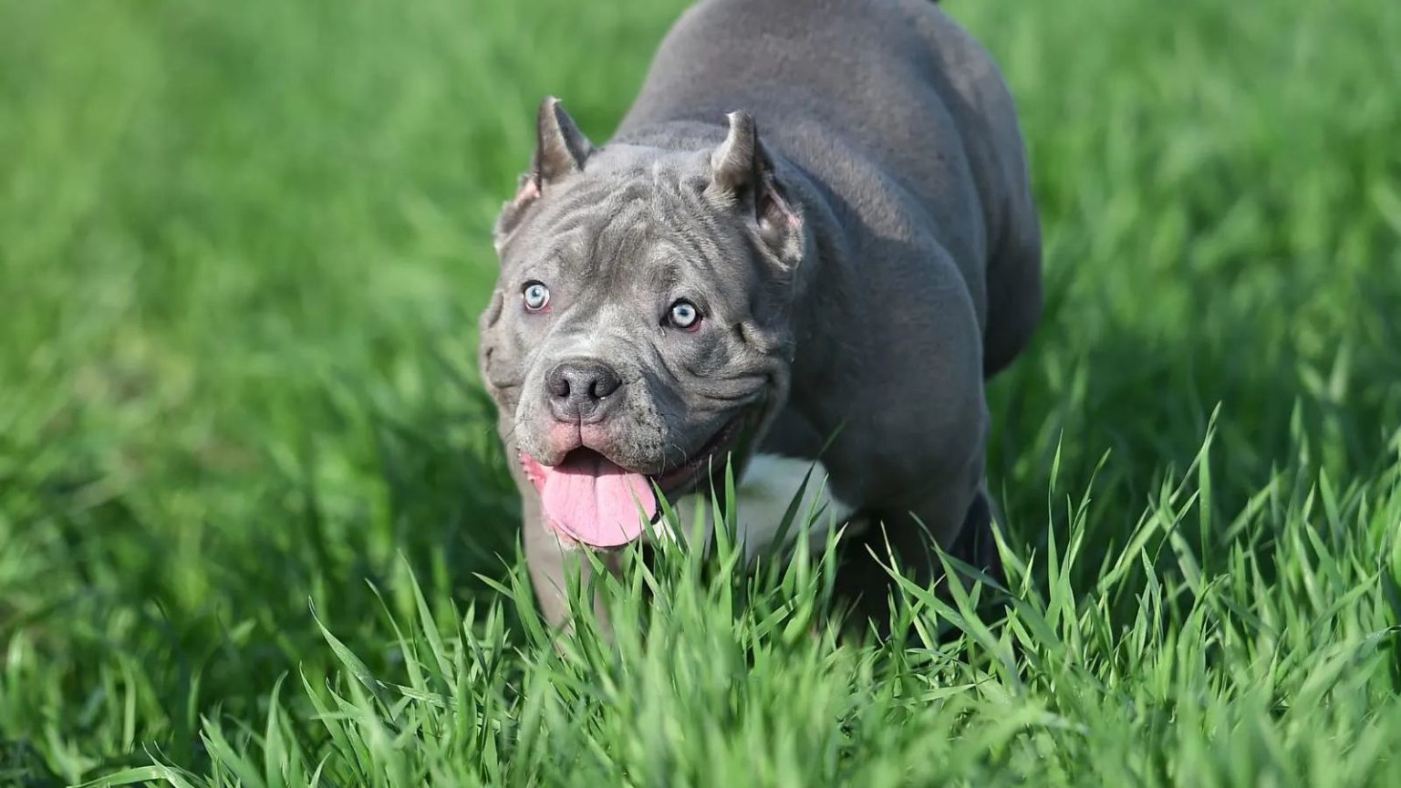 17 Dumbest Dog Breeds That are Lovably Dopey