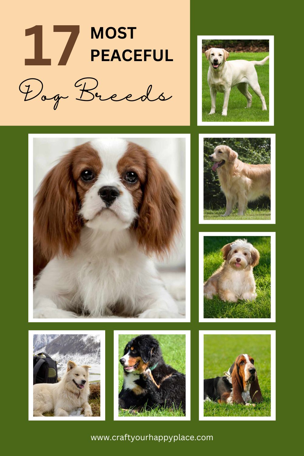 17 Of The Most Peaceful Dog Breeds on Earth