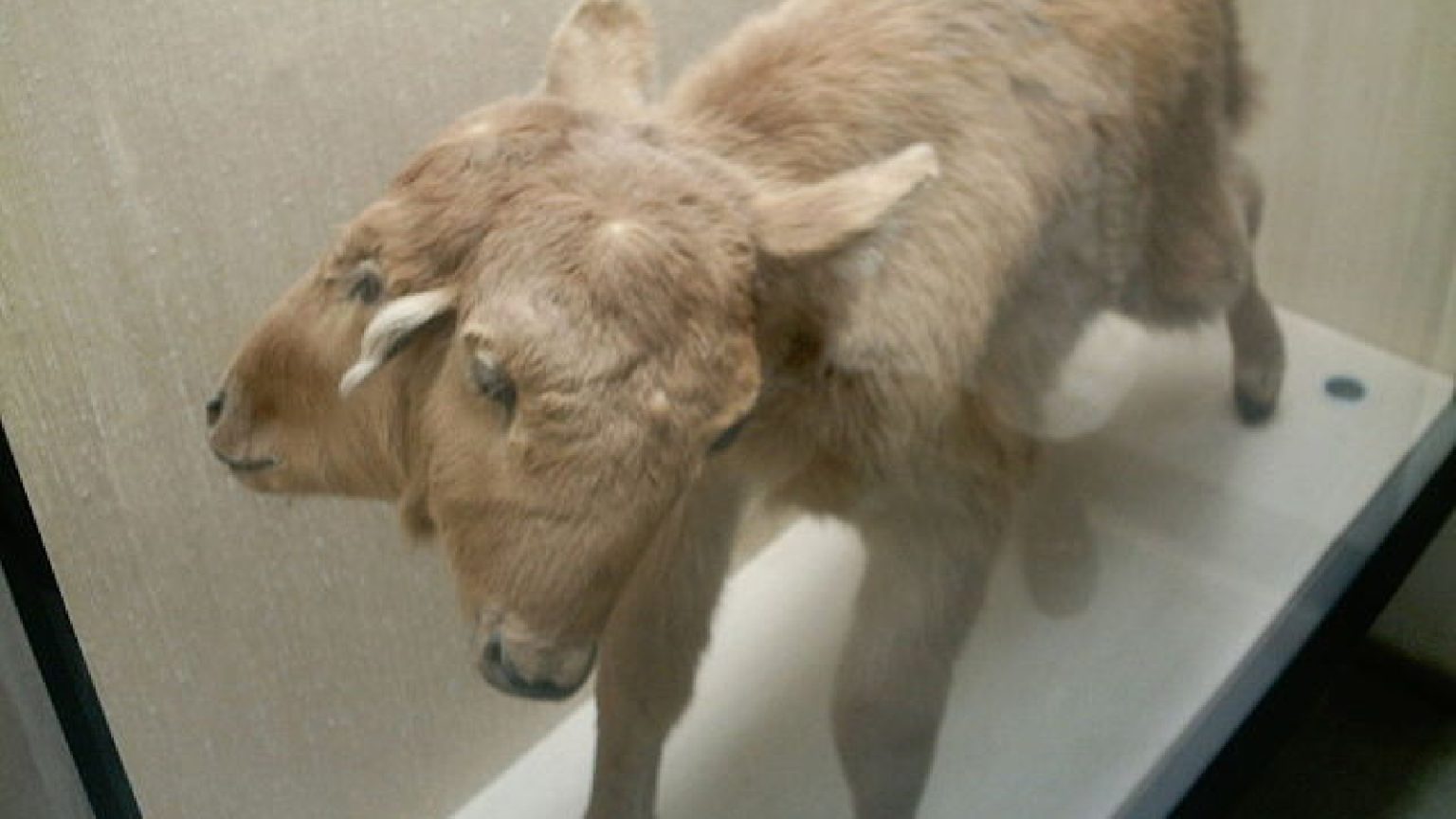 10 Animals That Are Sometimes Born With Two Heads - Craft Your Happy Place