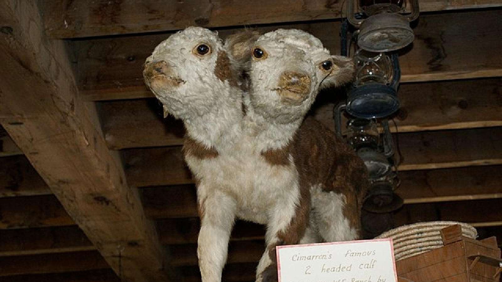 10 Animals That Are Sometimes Born With Two Heads - Craft Your Happy Place