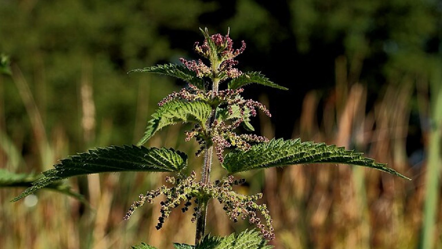 15 Outdoor Plants That Can Cause Skin Irritations - Craft Your Happy Place