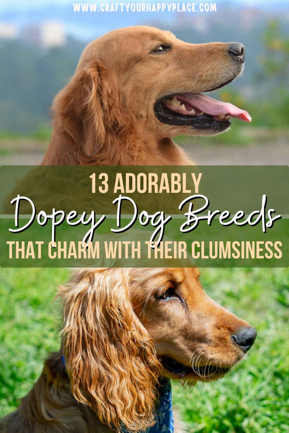 13 Adorably Dopey Dog Breeds That Charm with Their Clumsiness