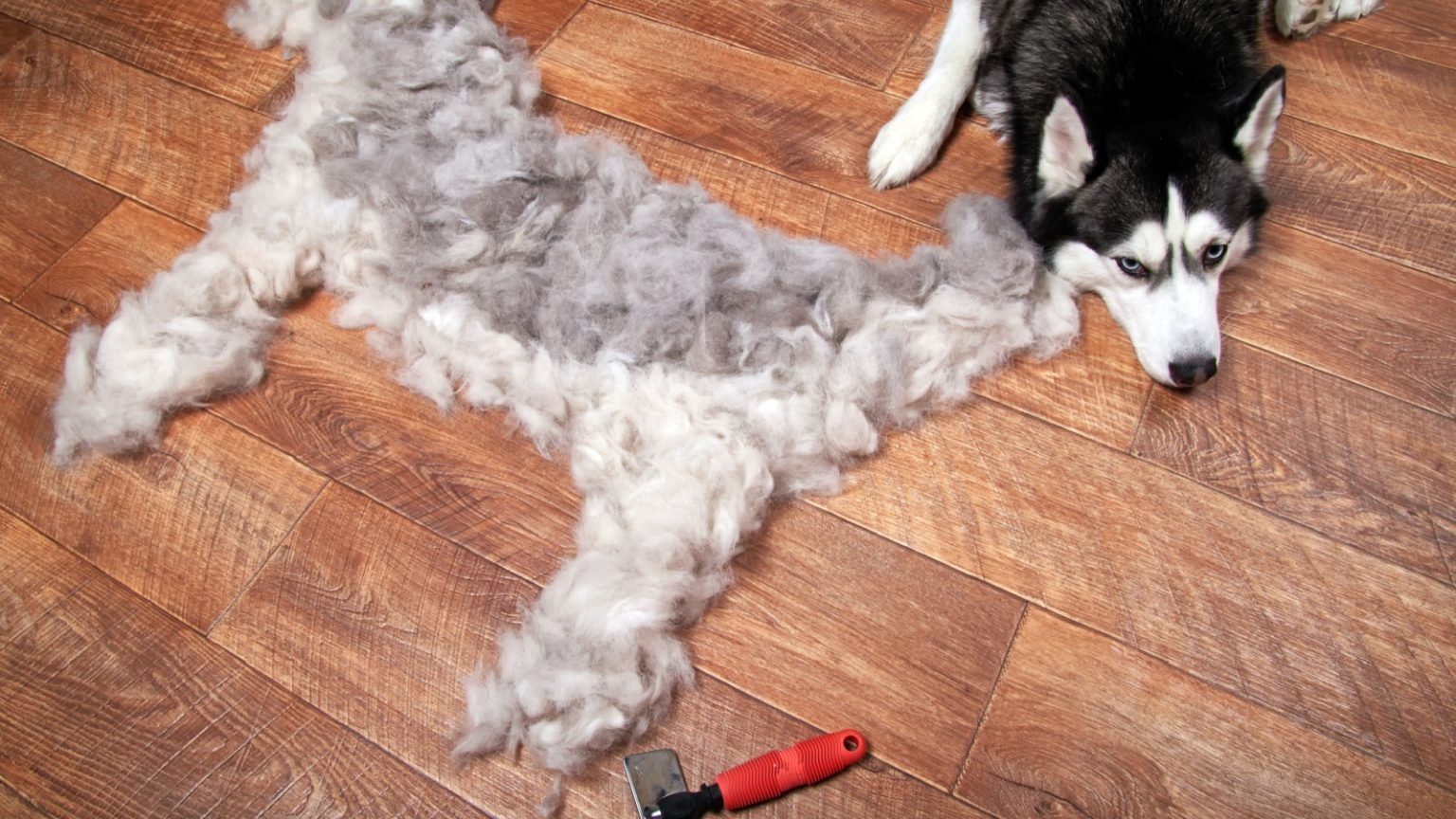 12 Quick and Effective Ways to Clean Pet Hair from Furniture - Craft ...