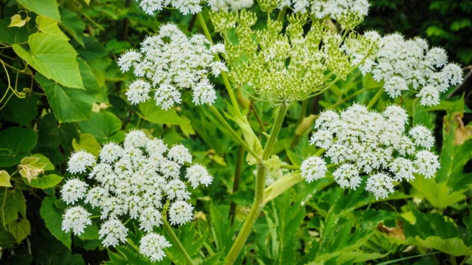 15 Outdoor Plants That Can Cause Skin Irritations - Craft Your Happy Place