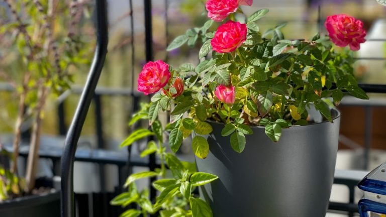 10 Mistakes People Make When Growing Rose Plants in Pots - Craft Your ...