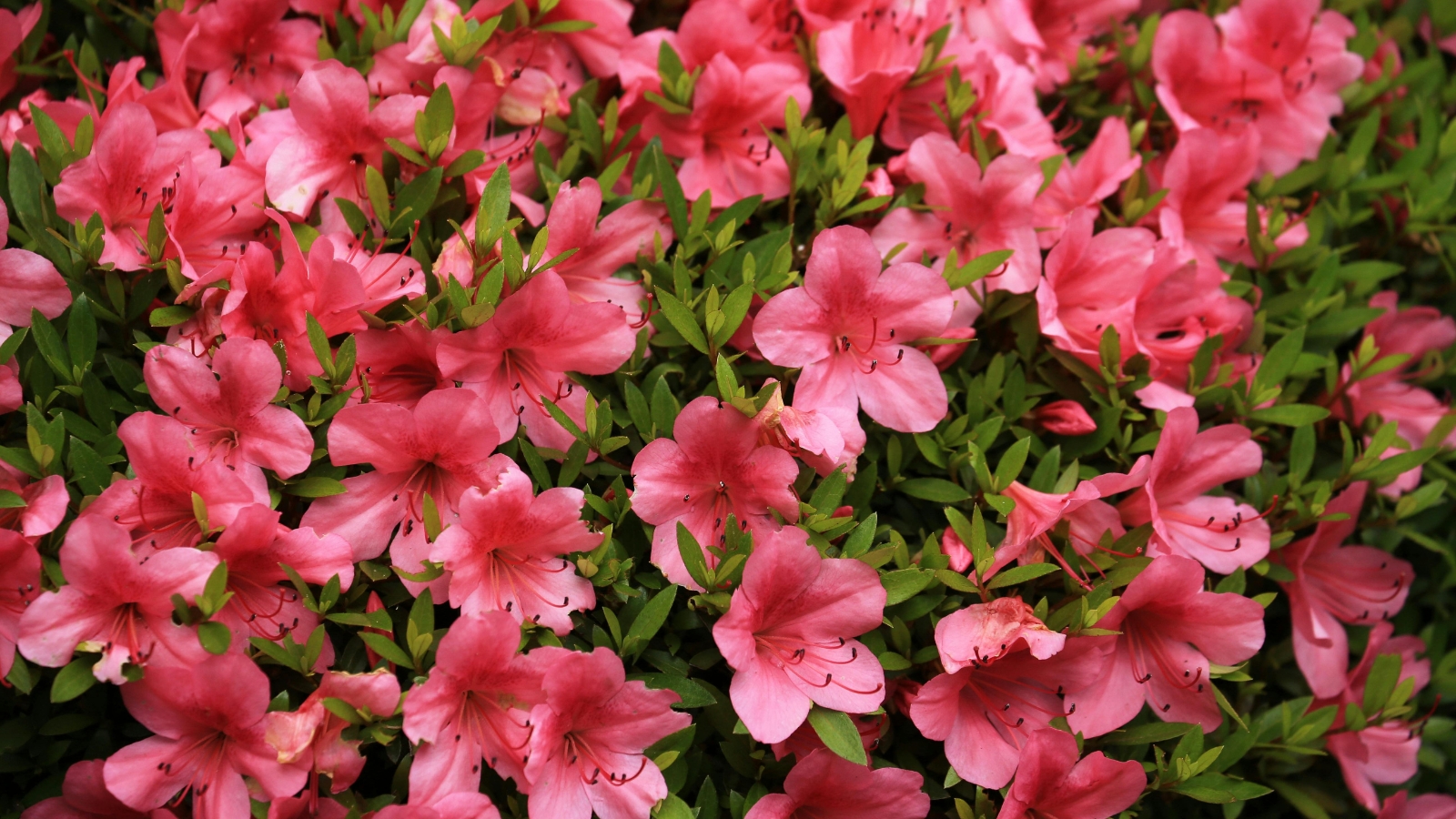 14 Garden Plants That Can Cause Breathing Problems for Allergic ...