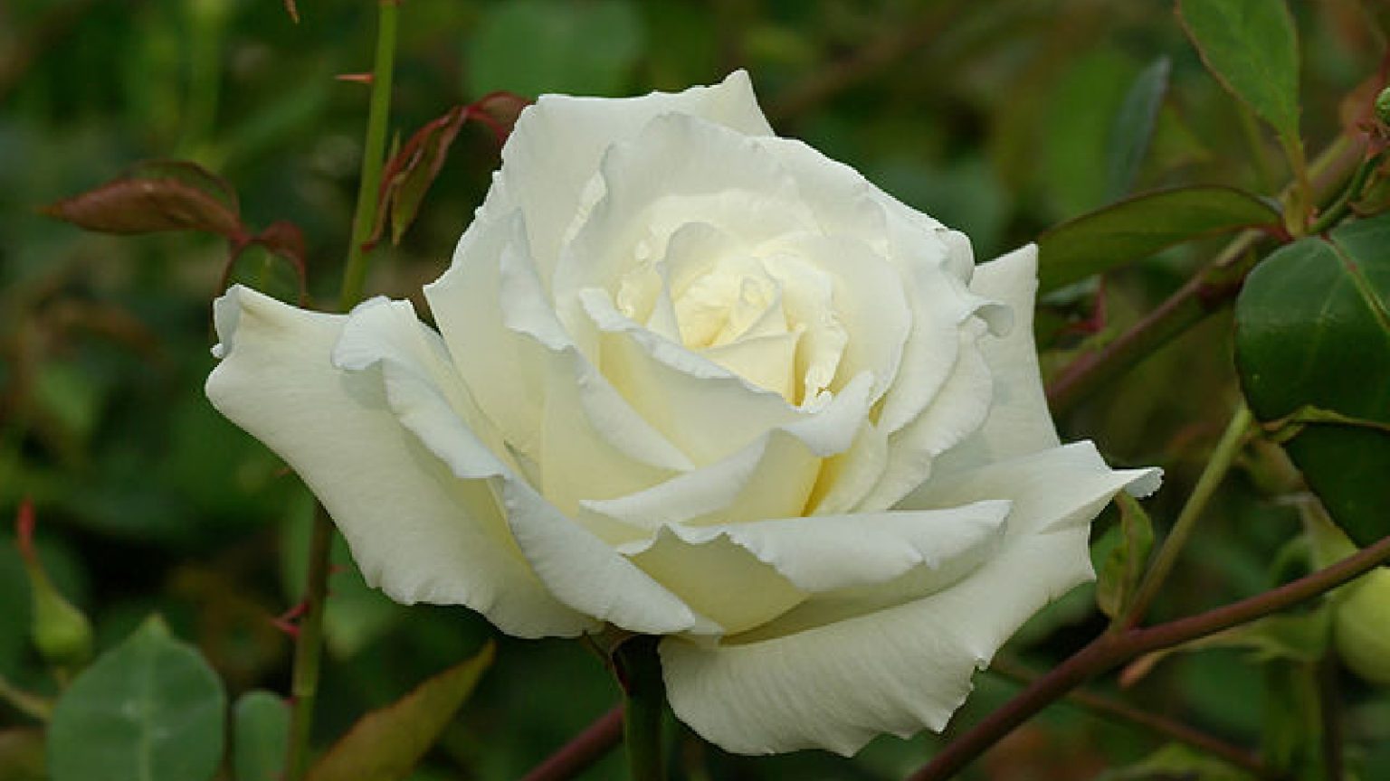 15 Flowering Shrubs That Bloom All Year Round - Craft Your Happy Place