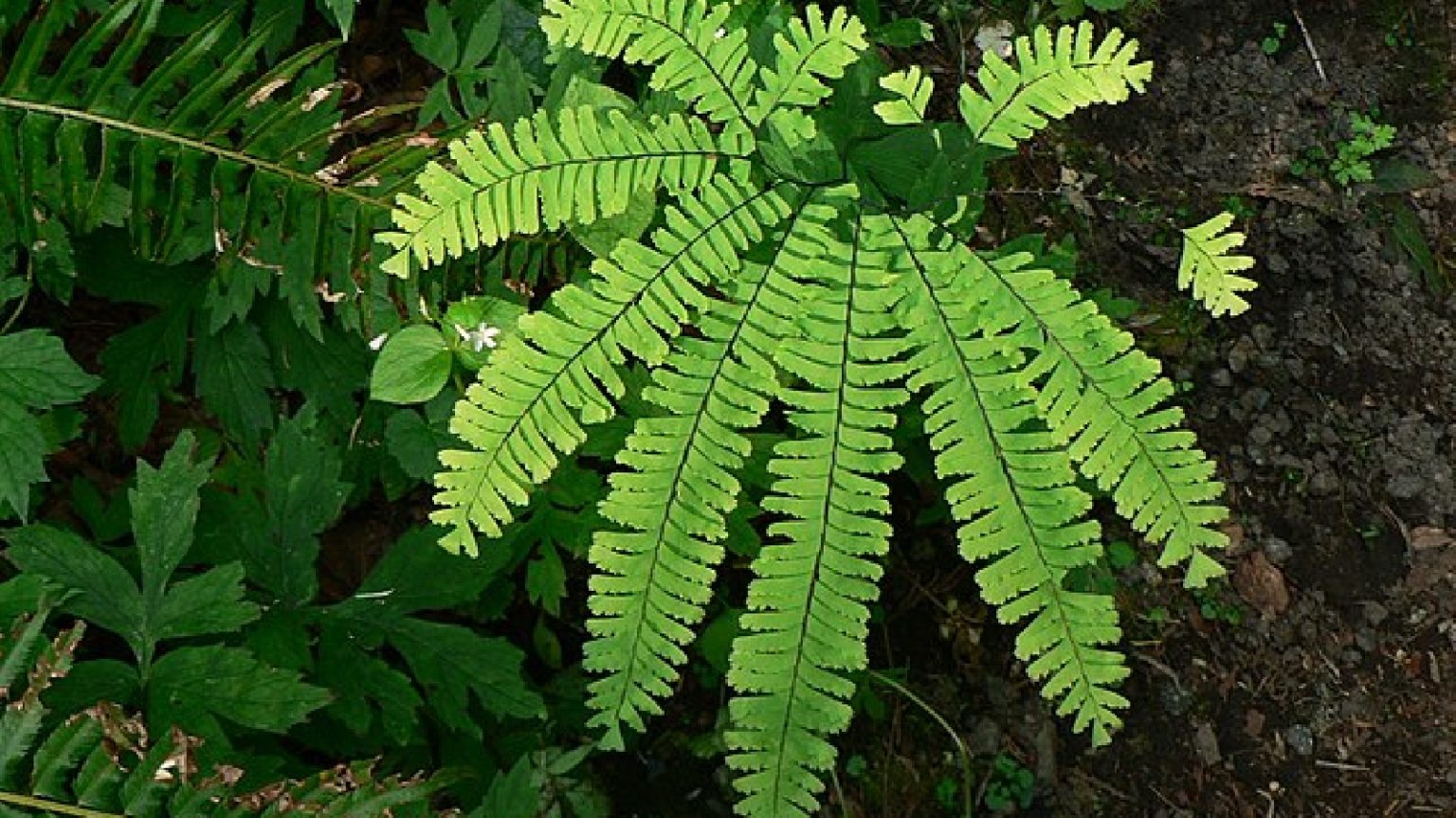 14 Times Martha Stewart Went Overboard With Gardening - And It Totally ...