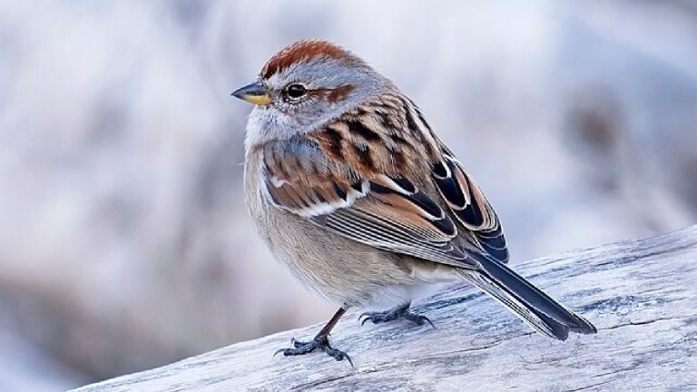 11 Winter Birds That Thrive in the Cold - Craft Your Happy Place