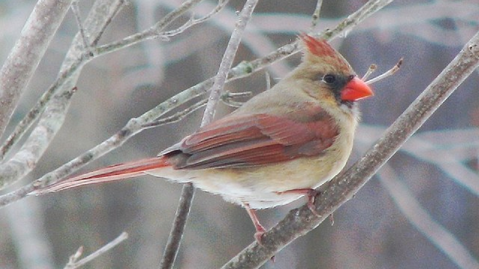 11 Winter Birds That Thrive in the Cold - Craft Your Happy Place