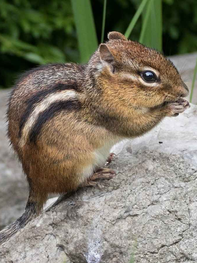 Strange Yard Holes with No Mounds? 12 Causes—and Quick Fixes to Restore ...